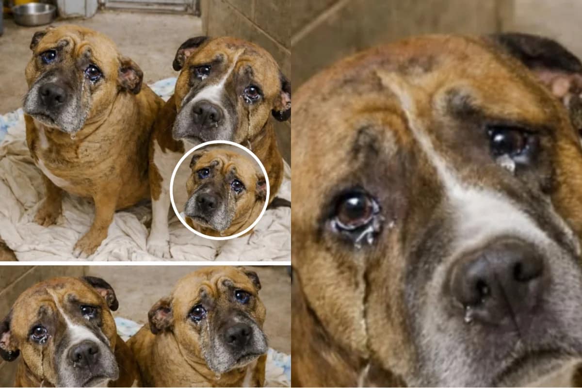 Two Senior Dogs Sat In A Shelter Crying Real Tears And Nobody Could ...